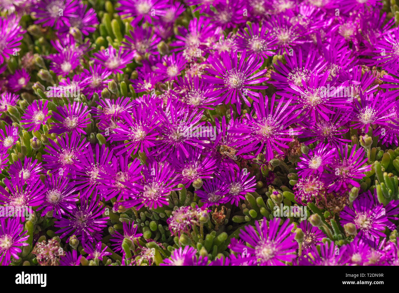 Hardy ice plant hi-res stock photography and images - Alamy