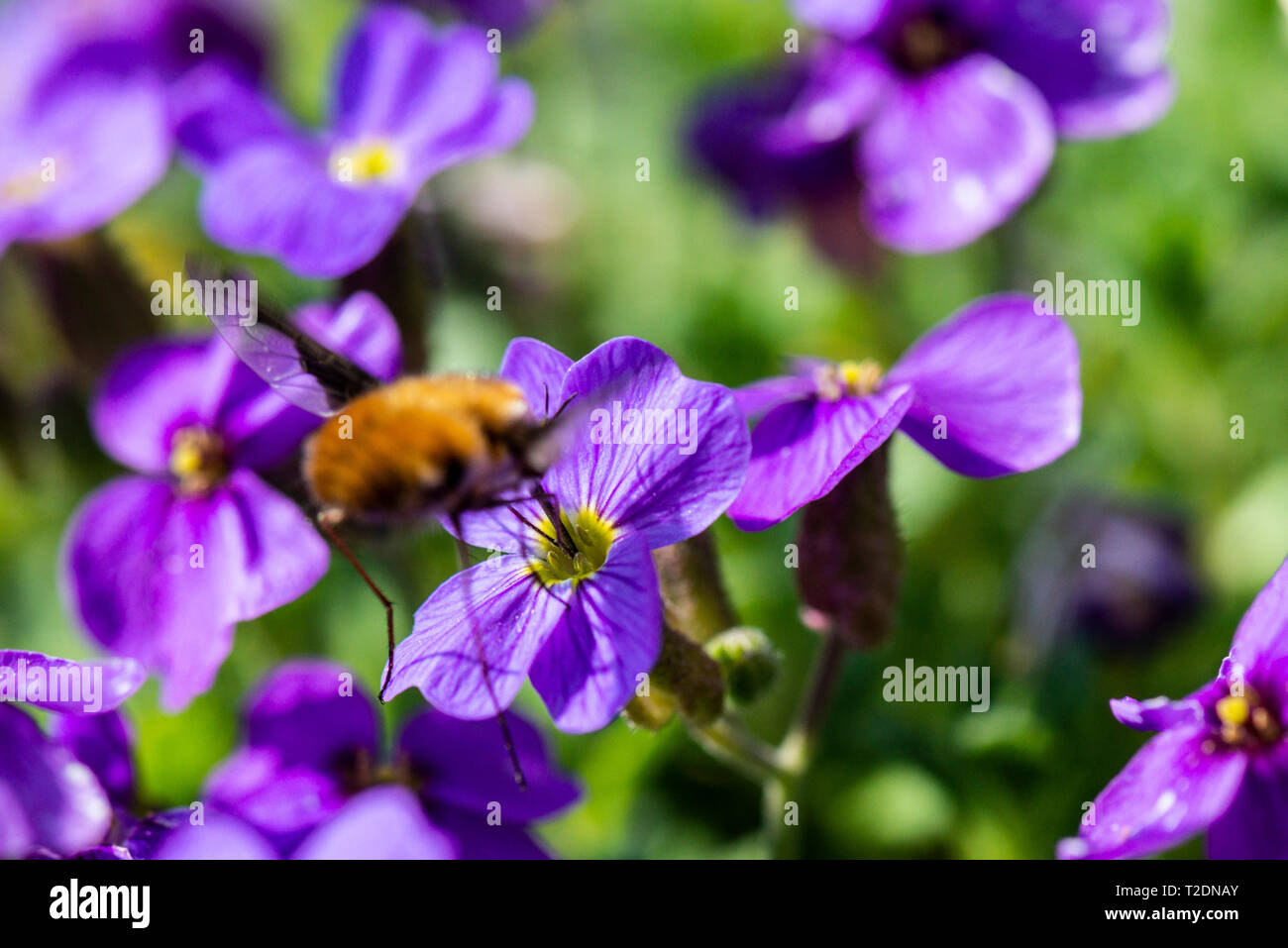 A dark-edged bee-fly (Bombylius major) on an Aubretia (Aubrieta Stock ...