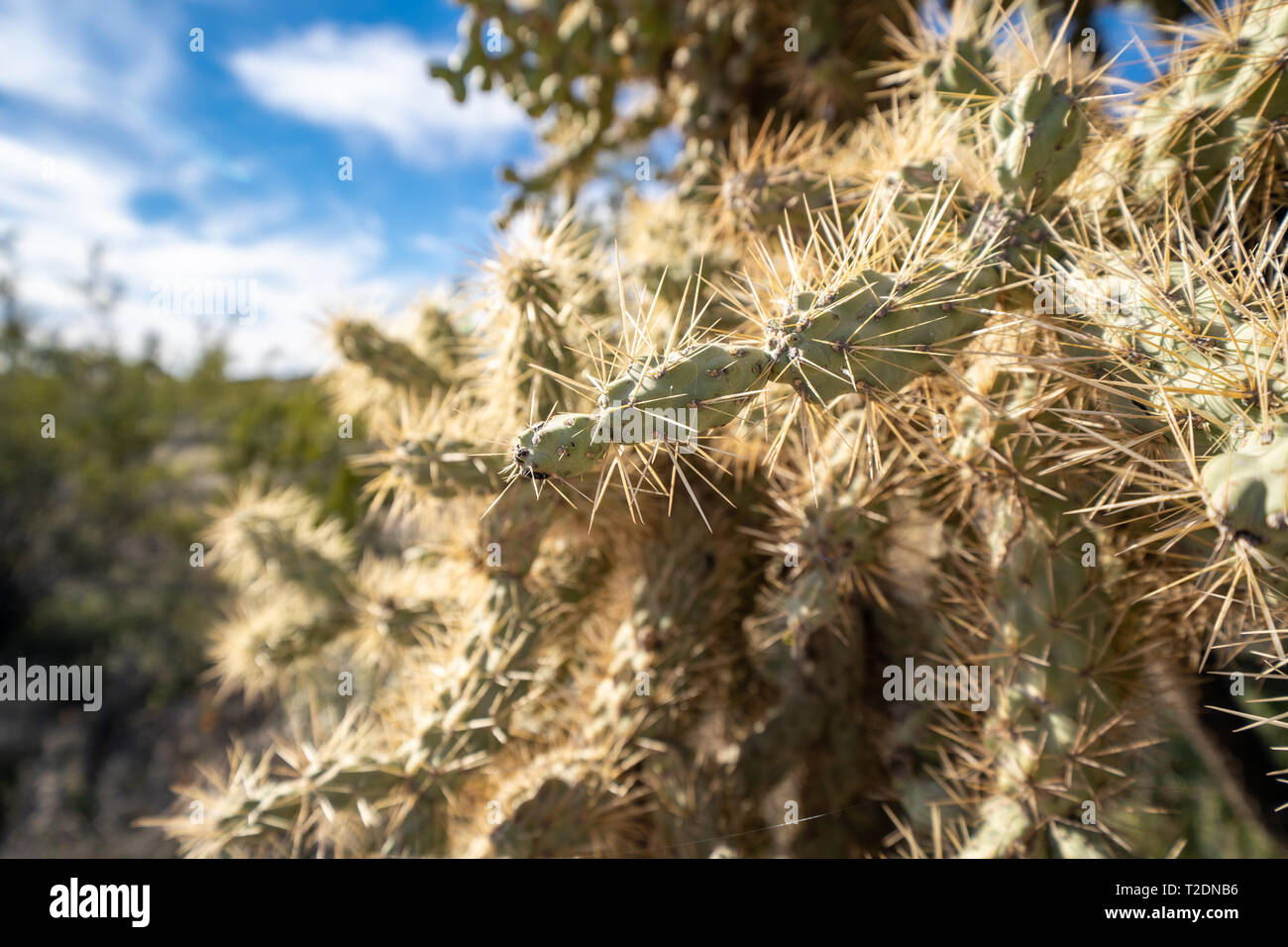 Close up of a chain fruit cholla cactus in the Sonoran Desert of ...