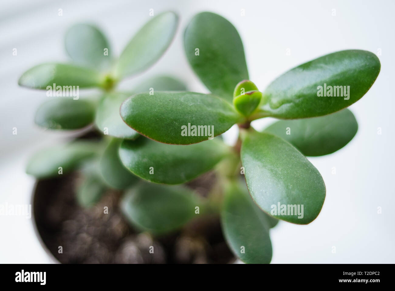 money tree in a pot Stock Photo - Alamy