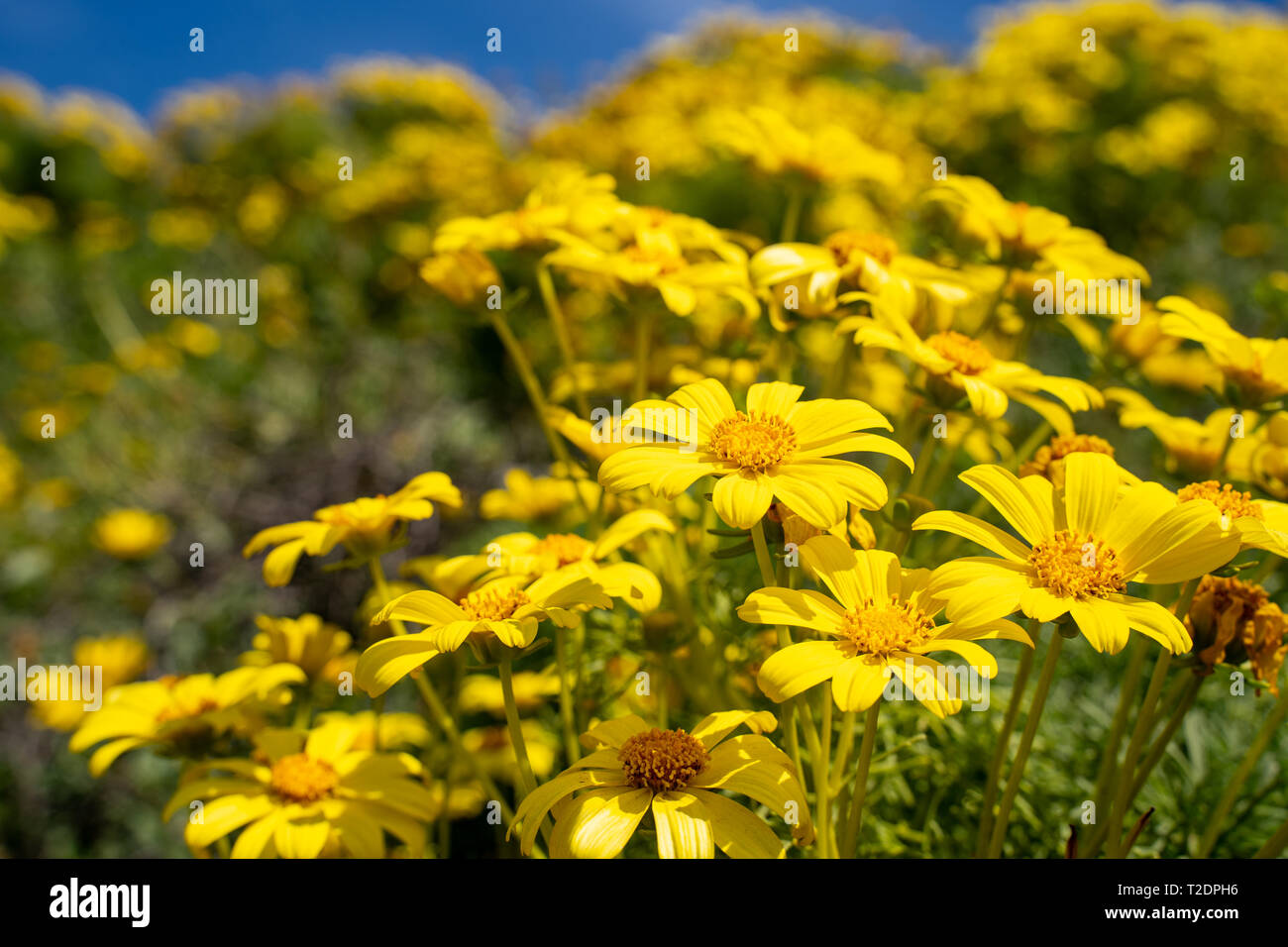 Giant Coreopsis High Resolution Stock Photography and Images - Alamy