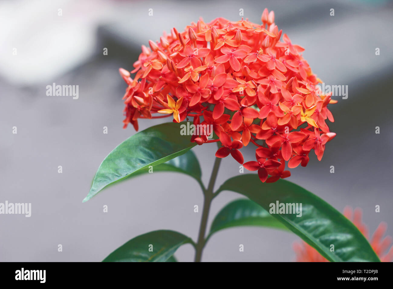Krishnachura flower hi-res stock photography and images - Alamy