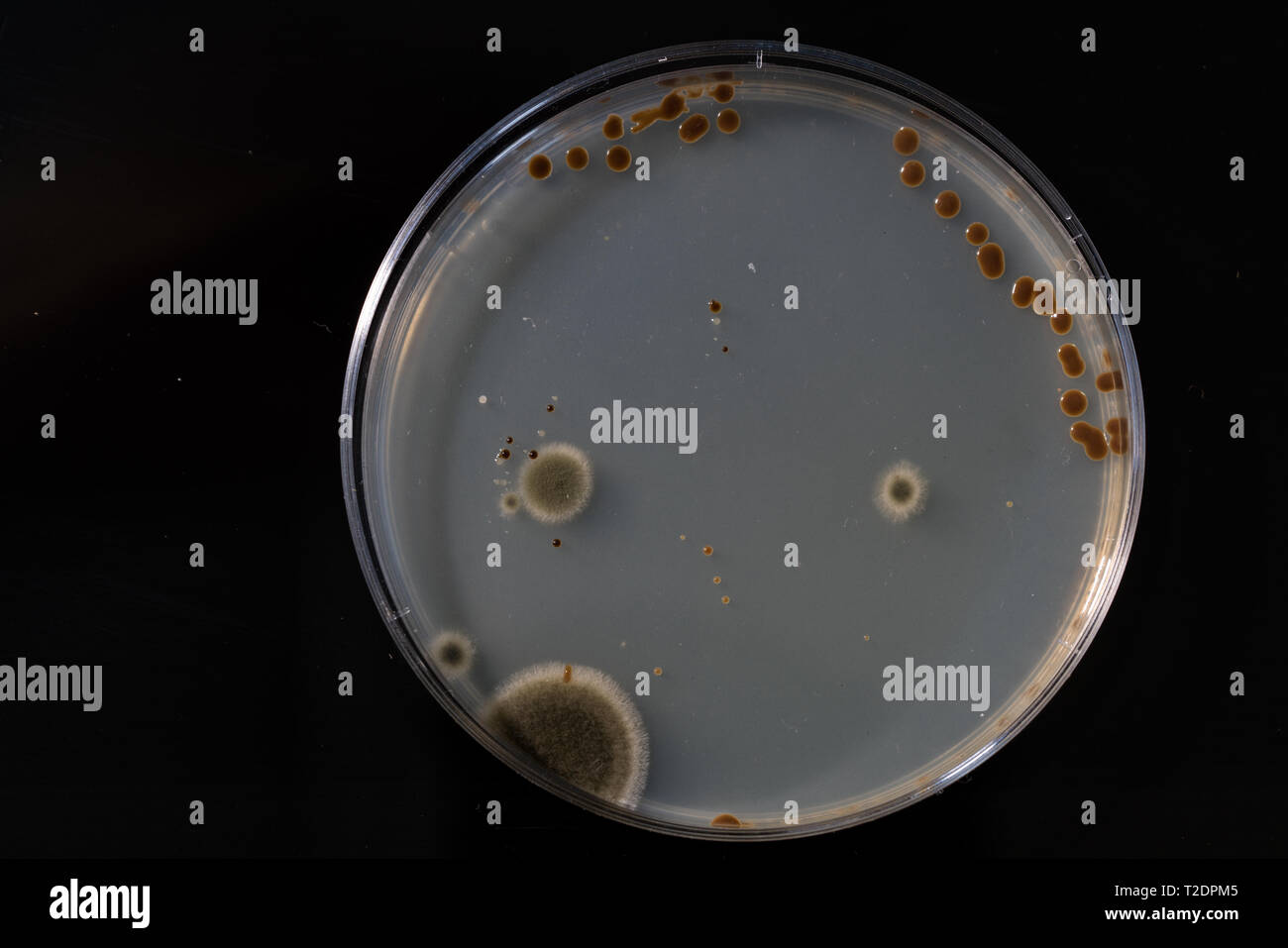 petri dish with bacteria, isolated on black Stock Photo - Alamy