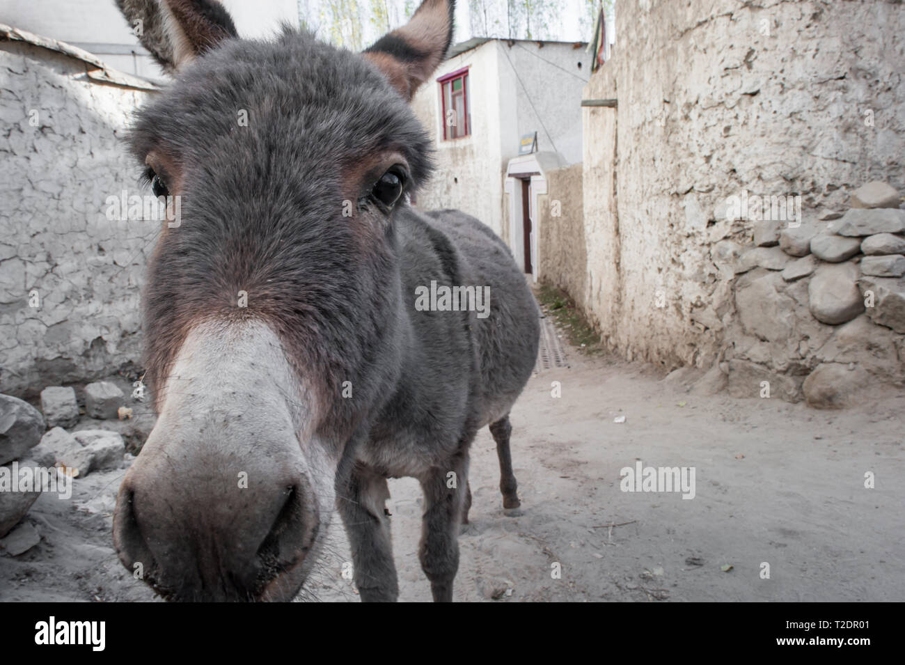 Indian donkey hi-res stock photography and images - Alamy