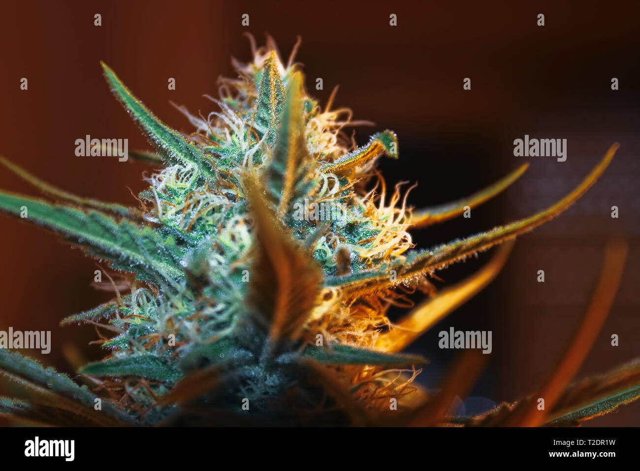 Cannabis red hi-res stock photography and images - Alamy