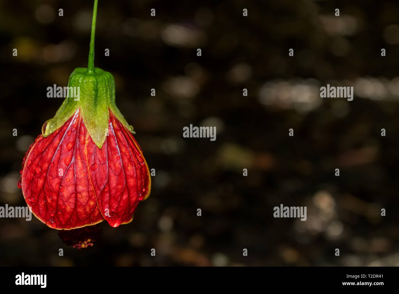 Botanical research centre hi-res stock photography and images - Alamy