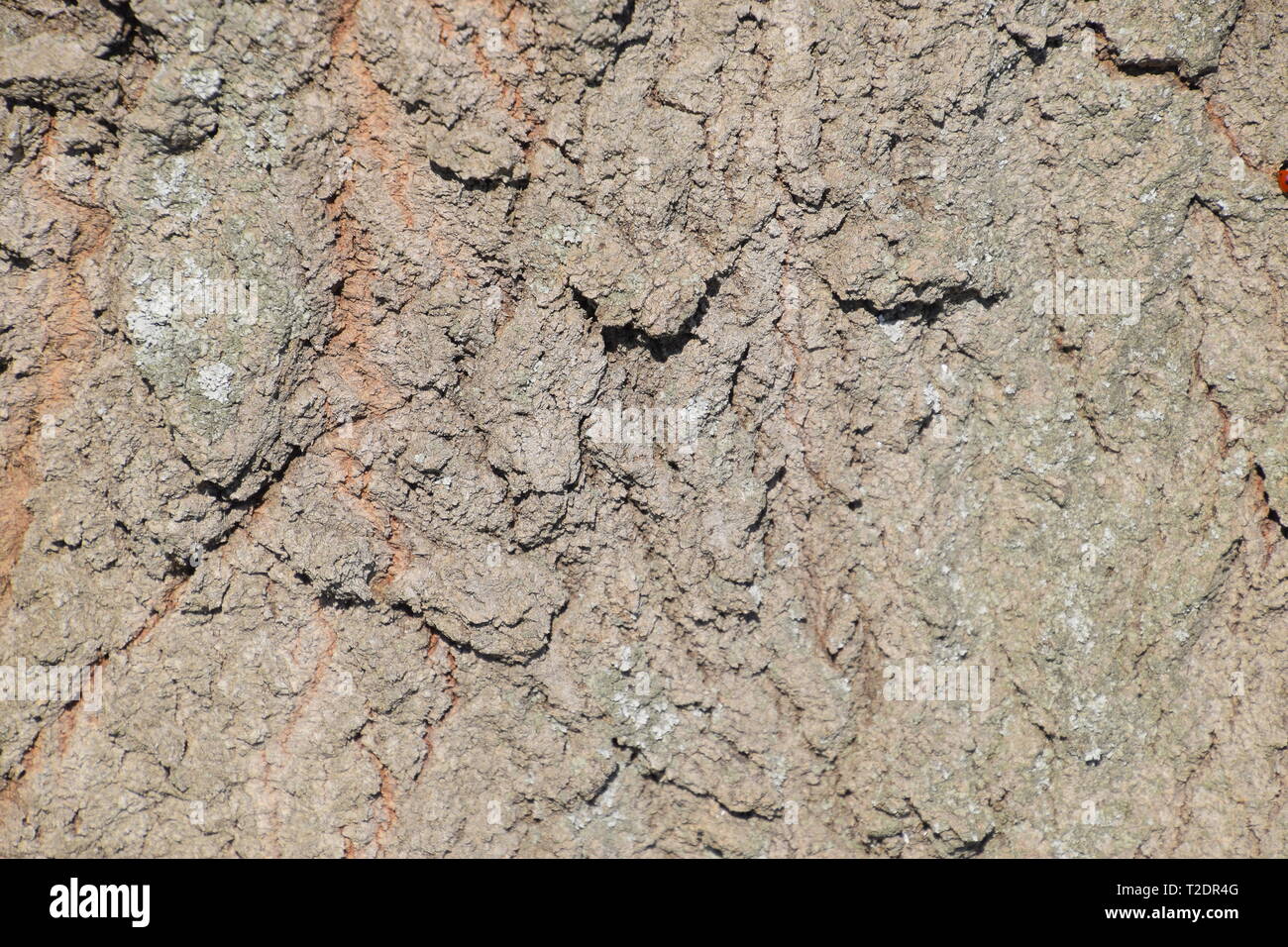 Background texture of silver poplar bark. Thick tree bark Stock Photo ...