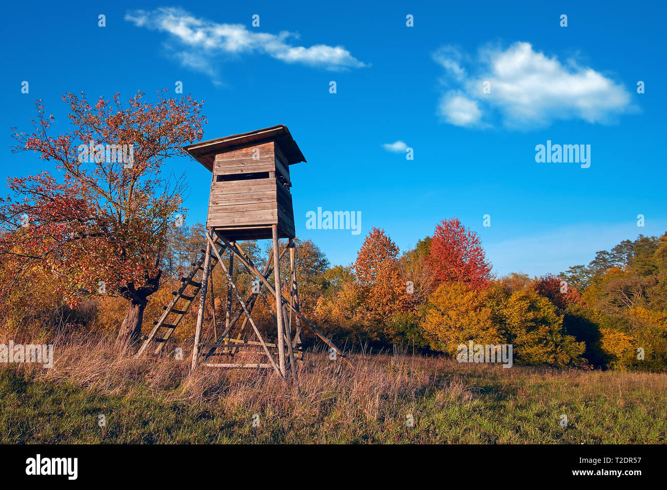 Hunting tower in wild forest. Wooden Hunter Hide High watch post tower ...