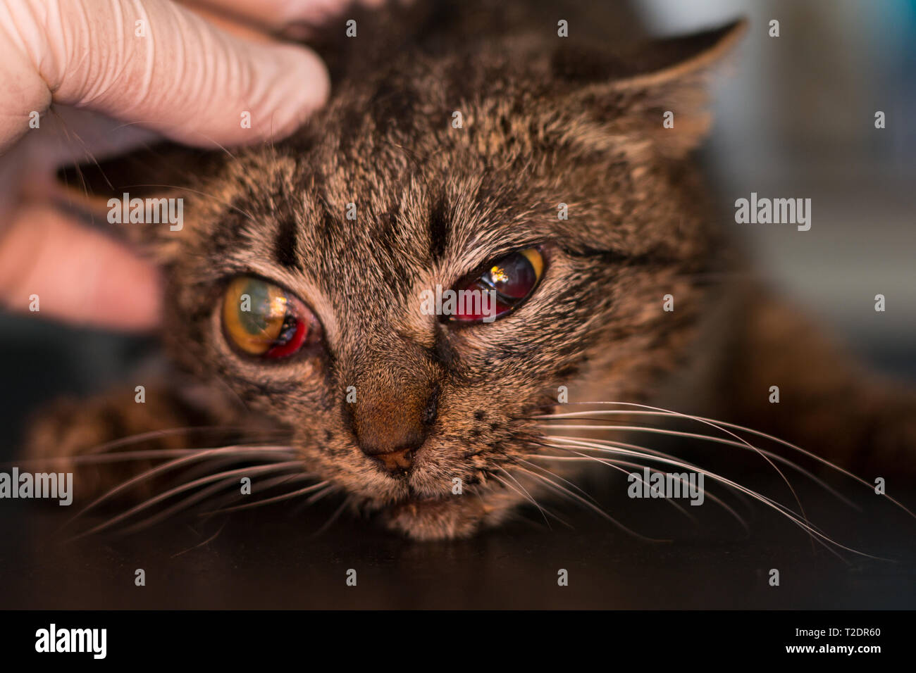 cat after car accident Stock Photo - Alamy