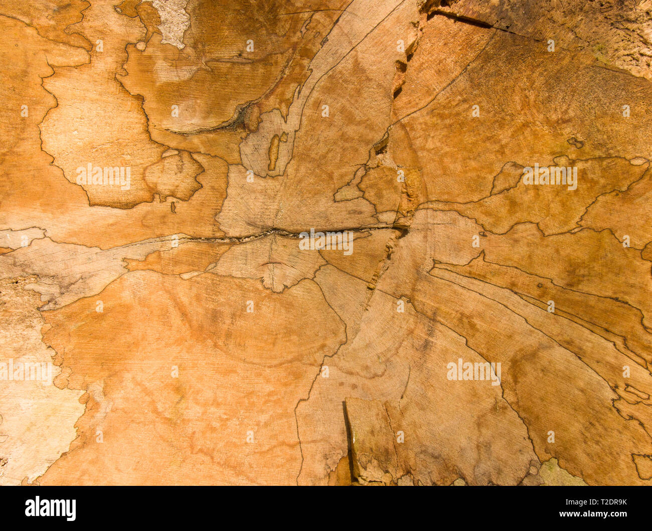 Beautiful tree texture hi-res stock photography and images - Alamy