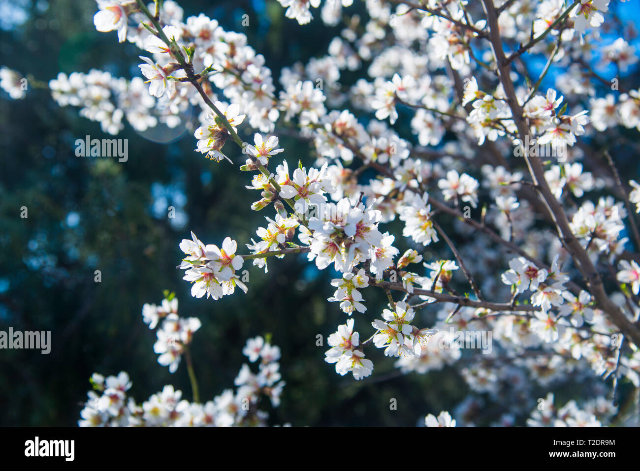 árbol en flor hi-res stock photography and images - Alamy