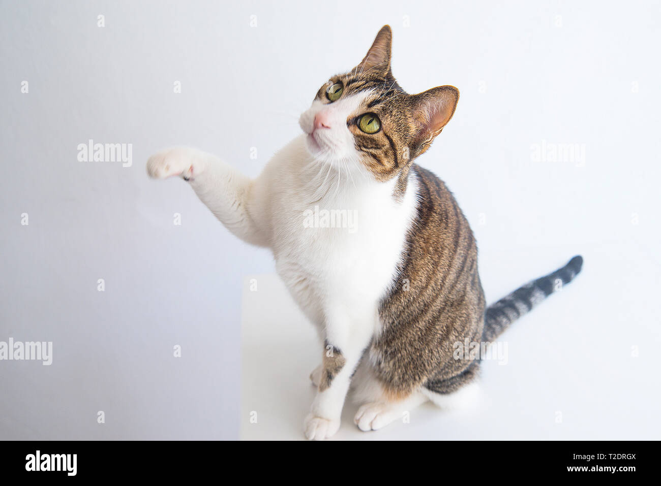 Tabby and white cat rising his foreleg Stock Photo - Alamy