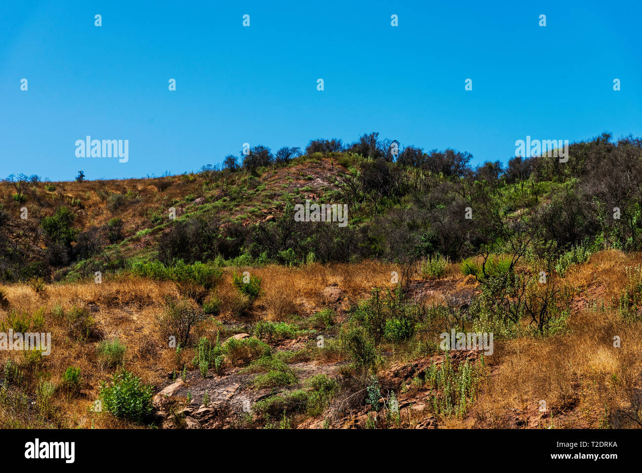Dead grass hi-res stock photography and images - Alamy