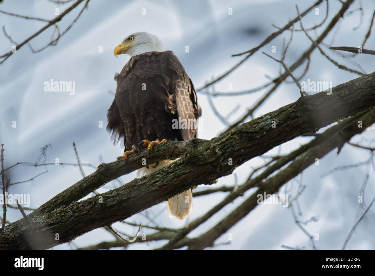 Bald Eagle at Conowingo Dam Stock Photo - Alamy
