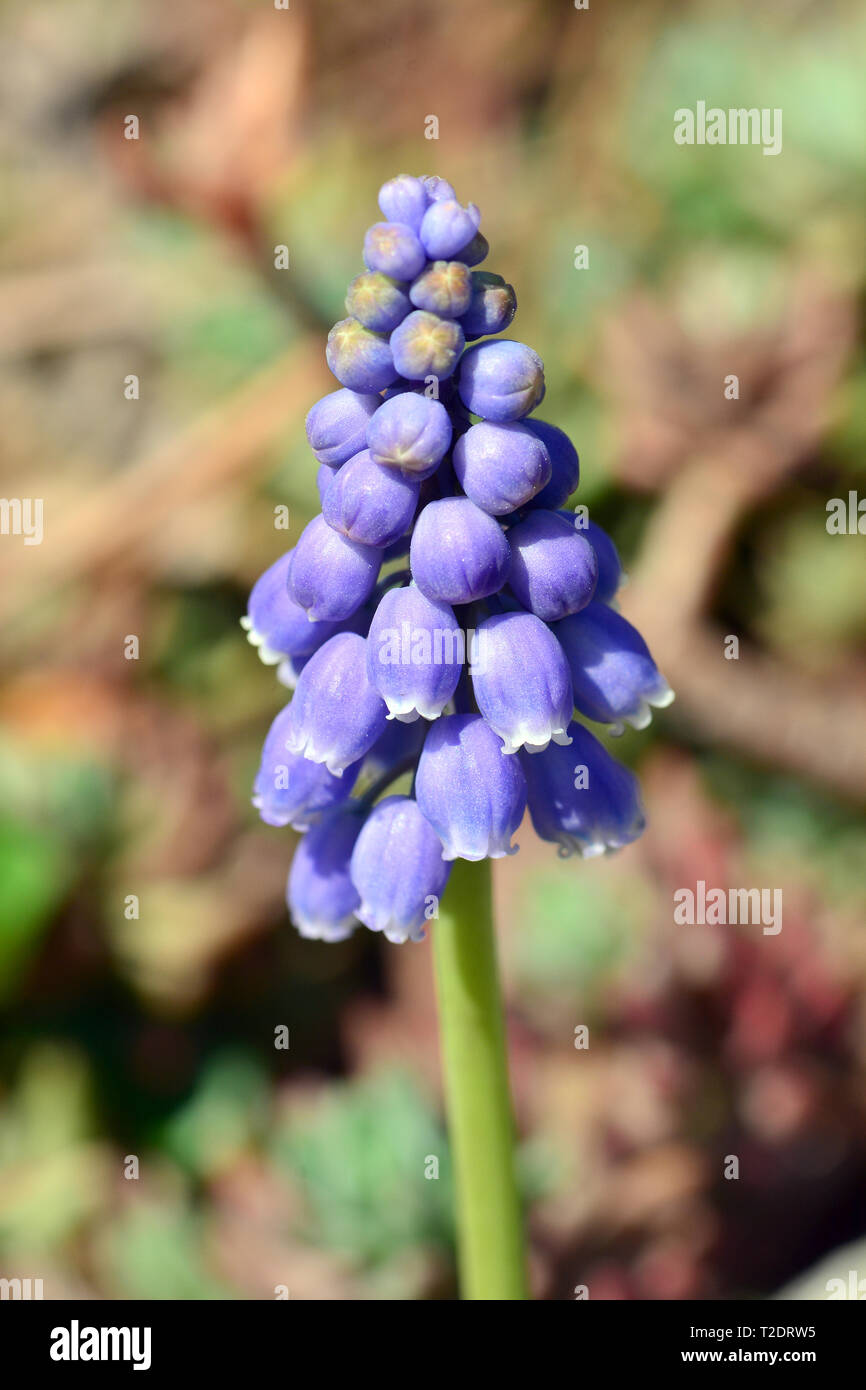 grape hyacinth, Traubenhyazinthen, gyongyike, Muscari species Stock ...