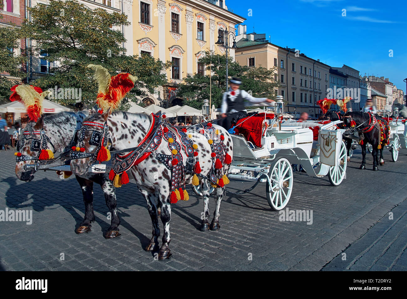 Two Horses In Old-fashioned Coach At Old Town Square on bright Summer ...