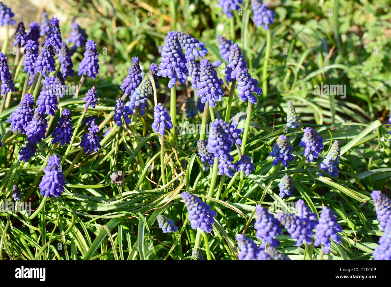 grape hyacinth, Traubenhyazinthen, gyongyike, Muscari species Stock ...