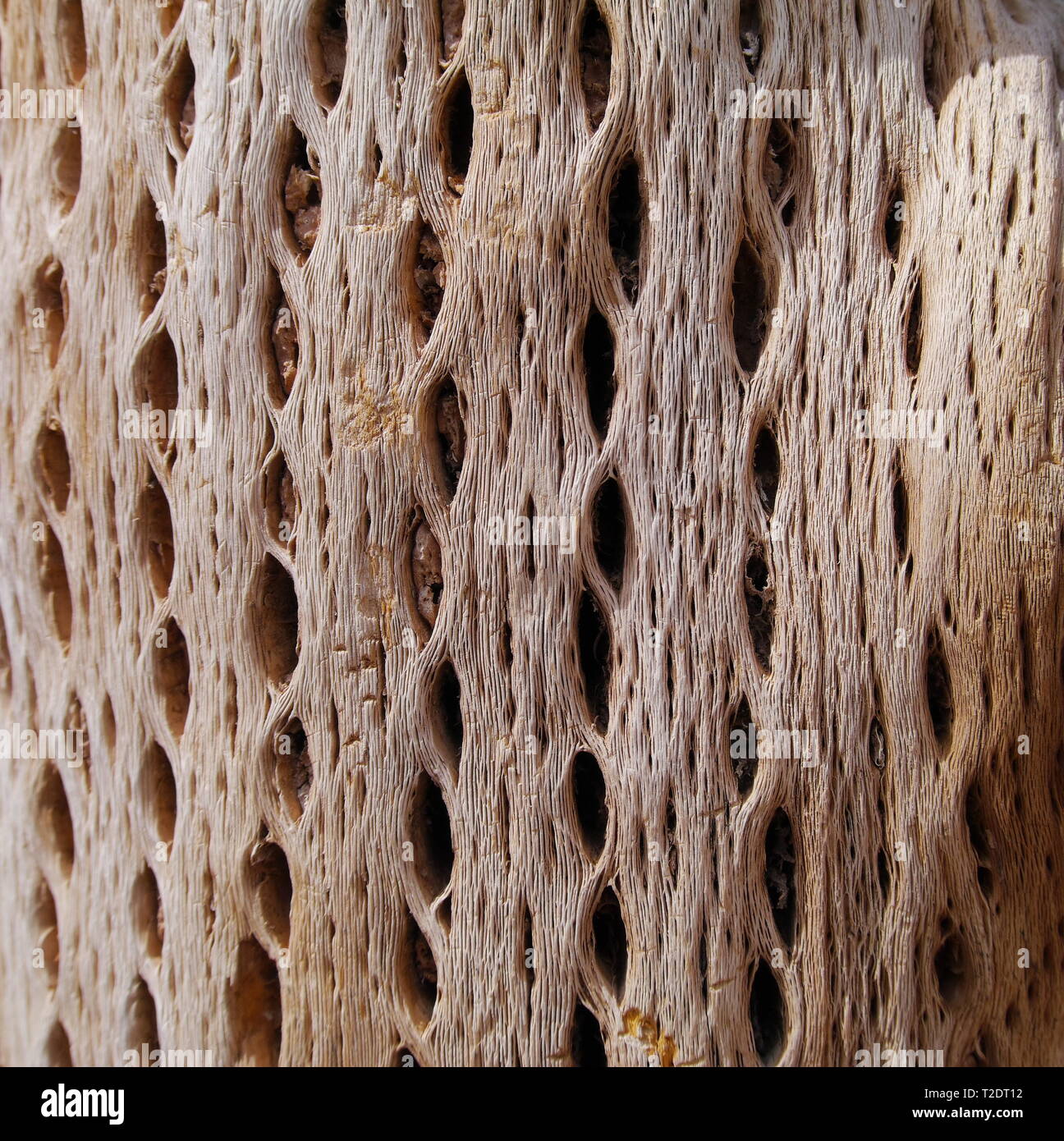 Textures of dry cactus woods. In northern Argentina cactus wood are ...