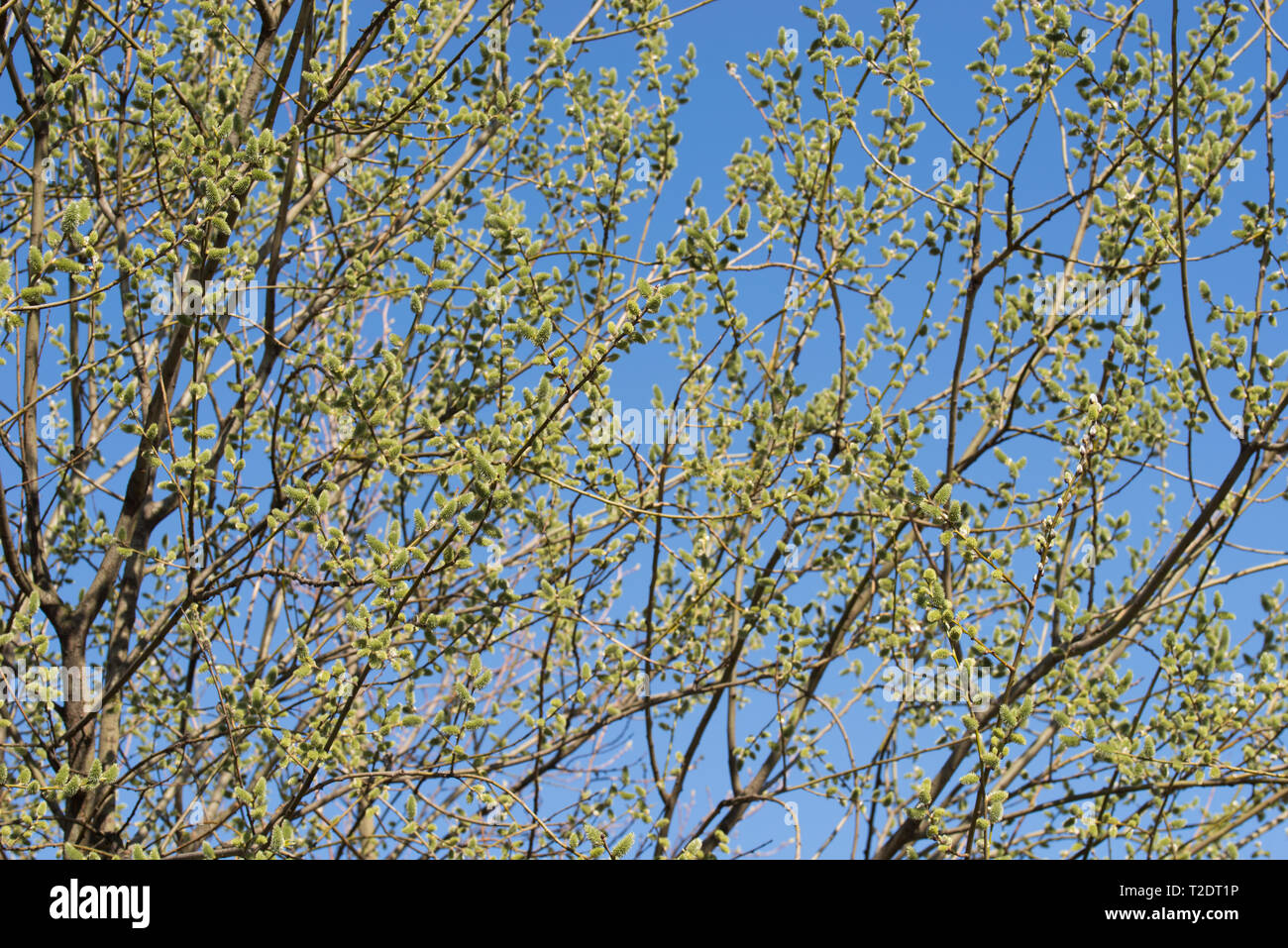 spring willow tree branches against blue sky background Stock Photo - Alamy