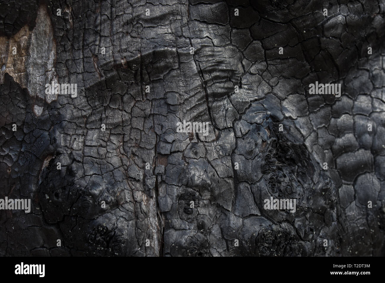 burnt tree bark background texture macro Stock Photo - Alamy