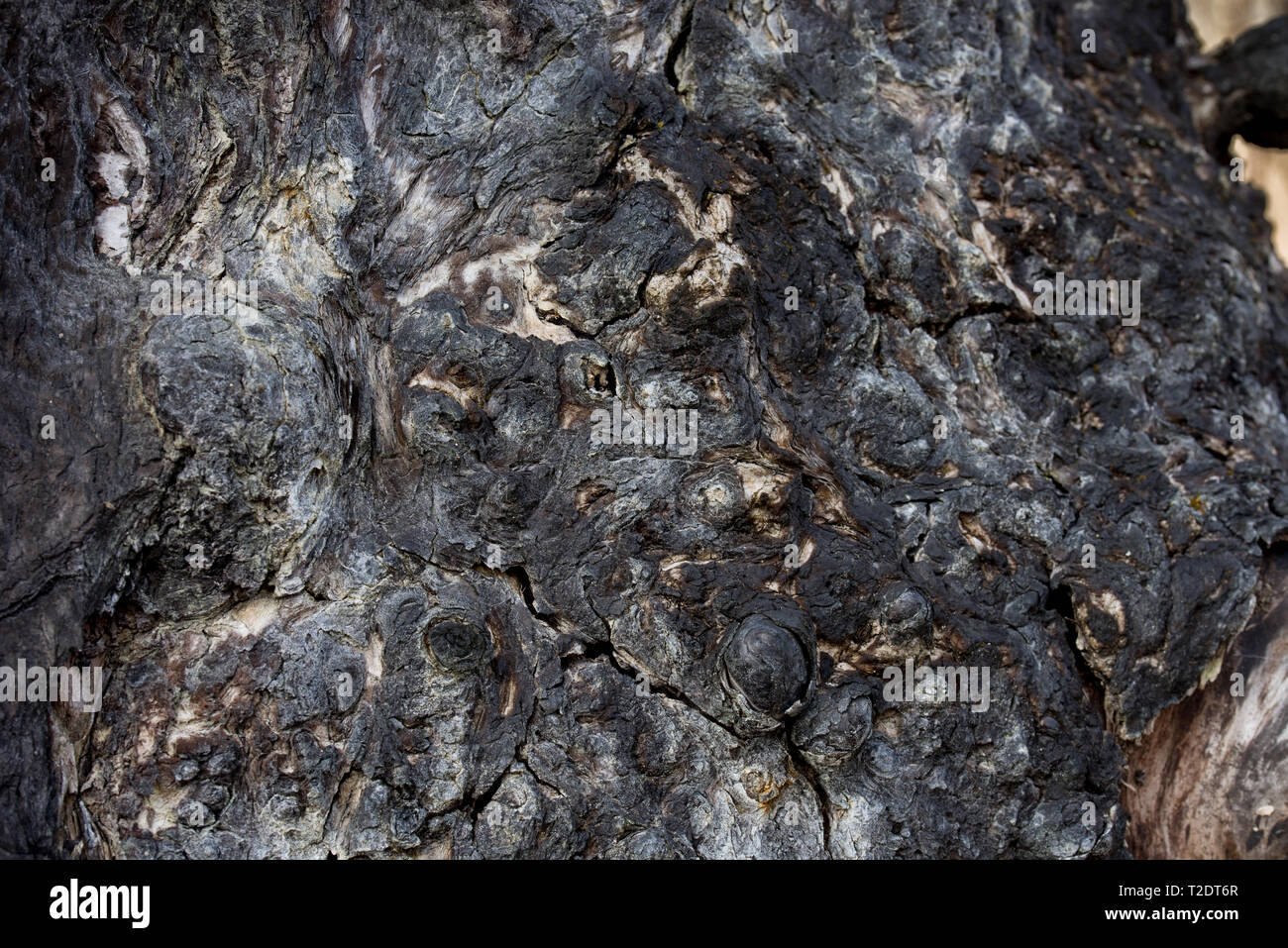 burnt tree bark background texture macro Stock Photo - Alamy