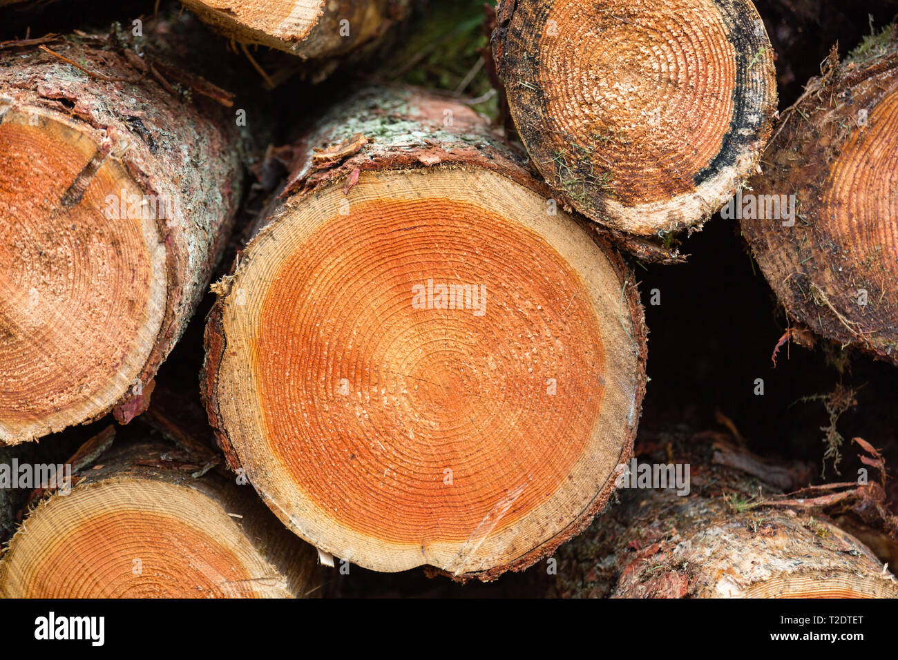 Sitka spruce uk hi-res stock photography and images - Alamy