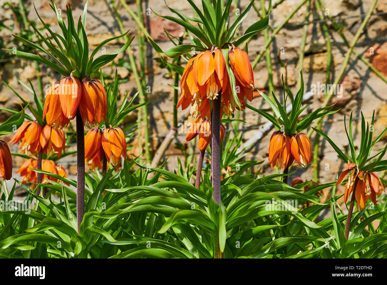 close up of the flower - crown imperial lily, fritillaria imperialis ...