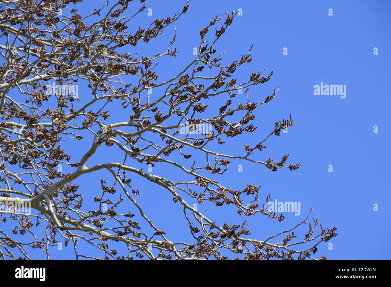 Earrings flowering silver poplar. Flowering poplar in March and April ...