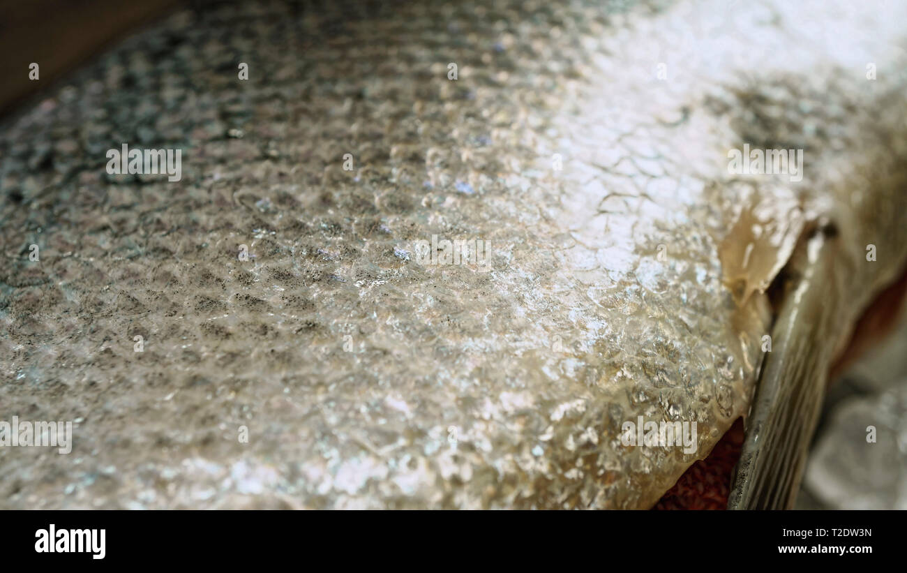 Sockeye salmon scales close up hi-res stock photography and images - Alamy