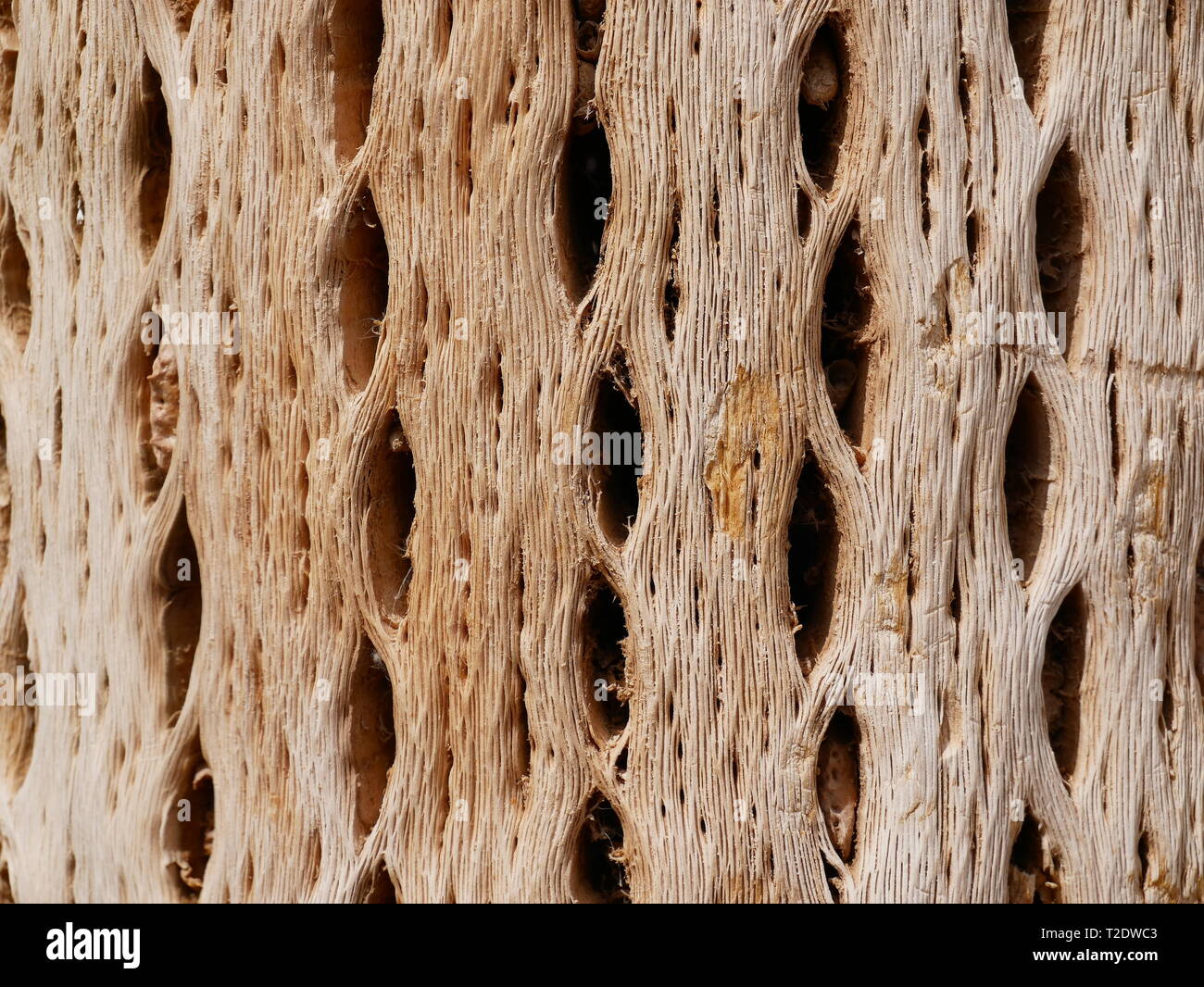 Textures of dry cactus woods. In northern Argentina cactus wood are ...