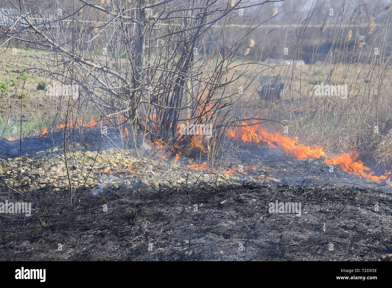 Fire on a plot of dry grass, burning of dry grass and reeds, flames and ...