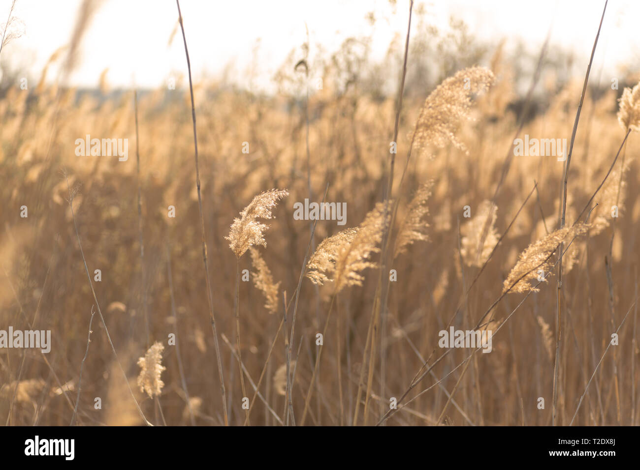 soft focus of reeds stalks blowing in the wind at golden sunset light ...