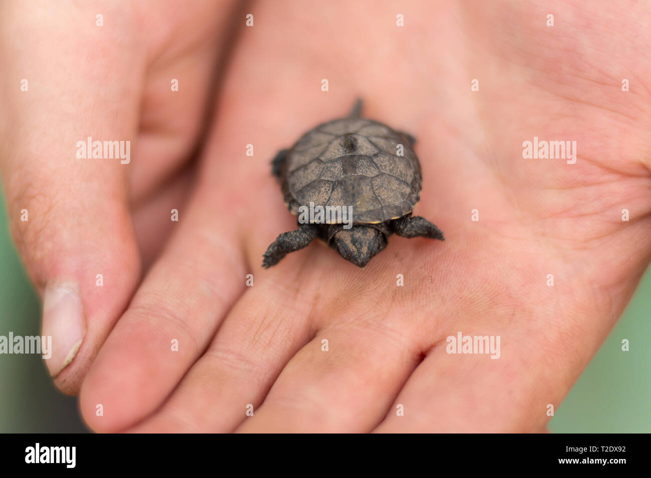 a small newborn turtle sits in the arms of a male fisherman who saved ...