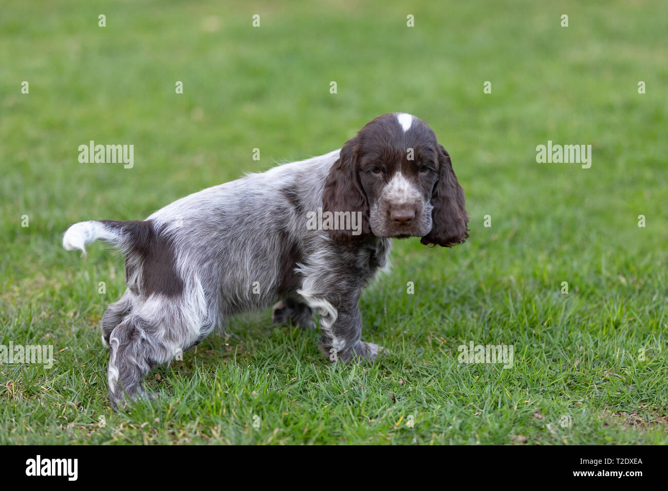 Young English Cocker Spaniel puppy, outdoor on green grass. Bread ...