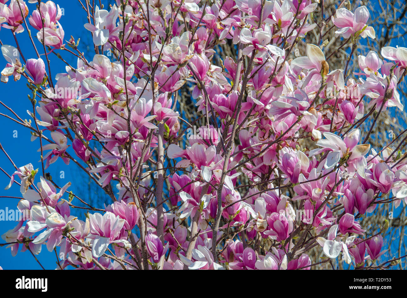 Magnolia tree in bloom Stock Photo - Alamy