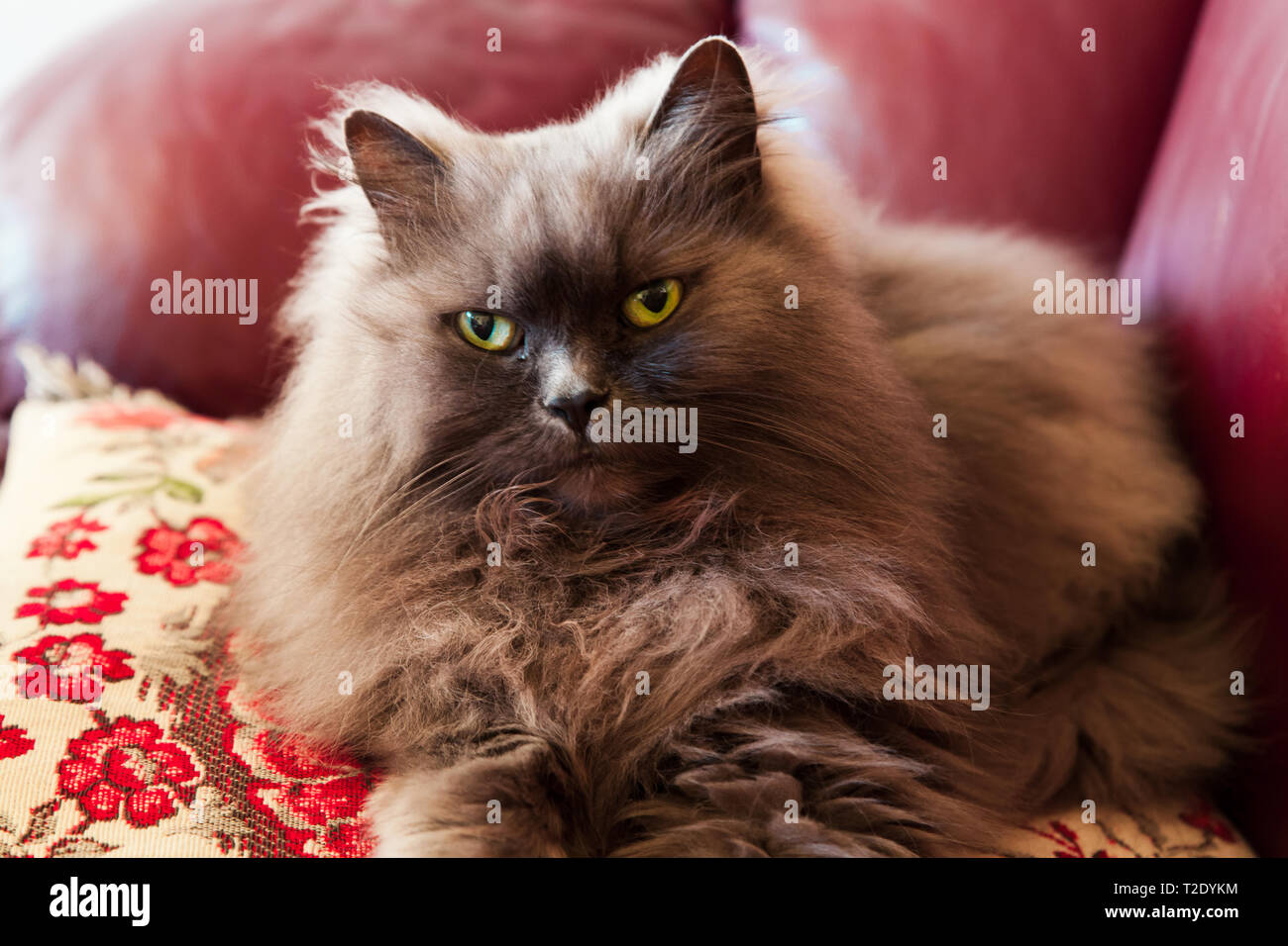 A Cute persian colorpoint cat Fluffy called honey Stock Photo - Alamy