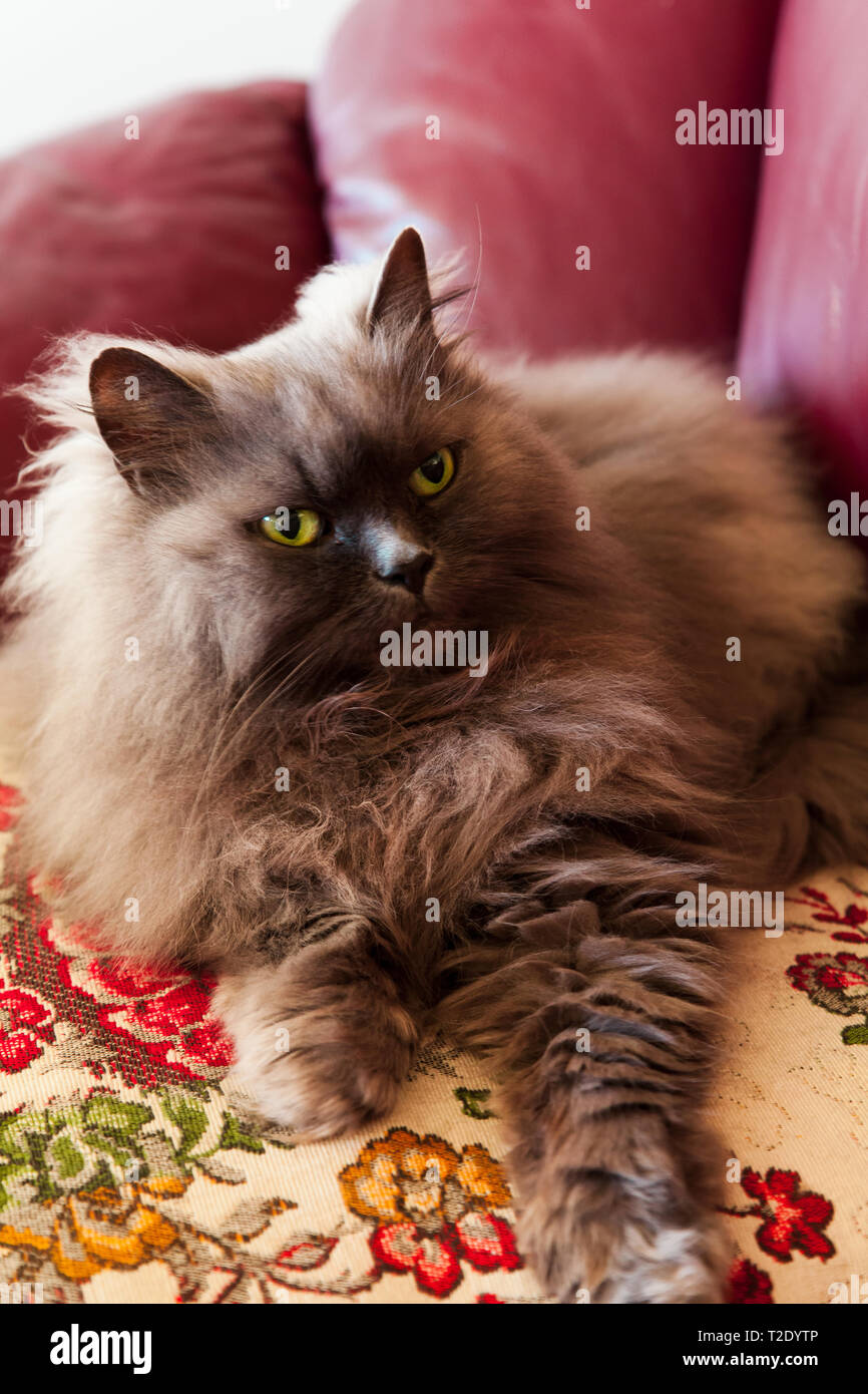 A Cute persian colorpoint cat Fluffy called honey Stock Photo - Alamy