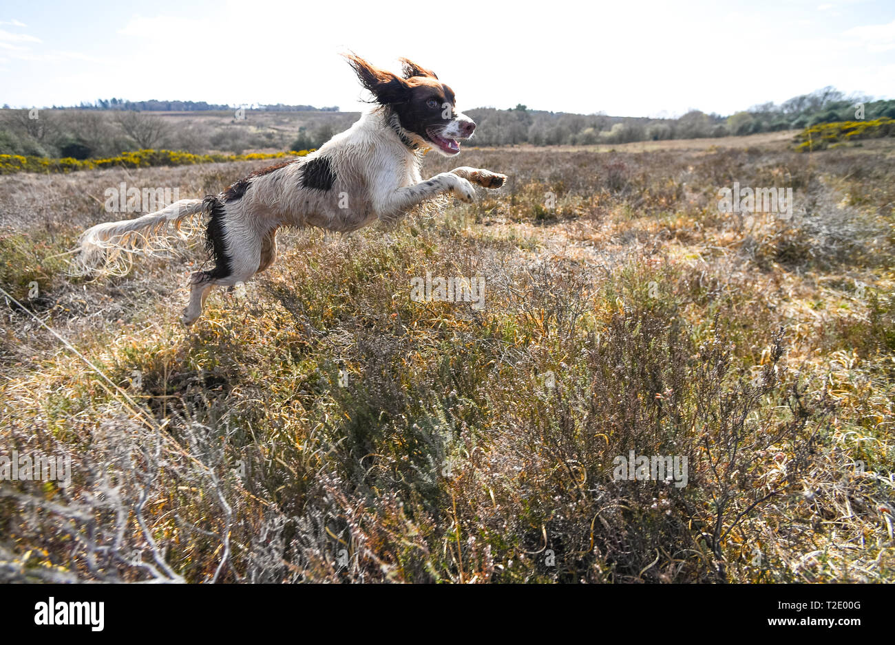 An English Springer Spaniel runs and springs across heathland playing ...