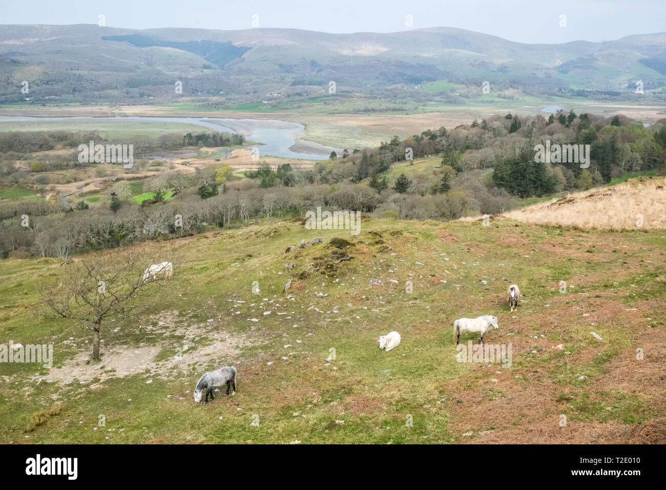 Hillside above Dovey/Dyfi,Dovey valley,Dyfi Valley, Valley estuary ...