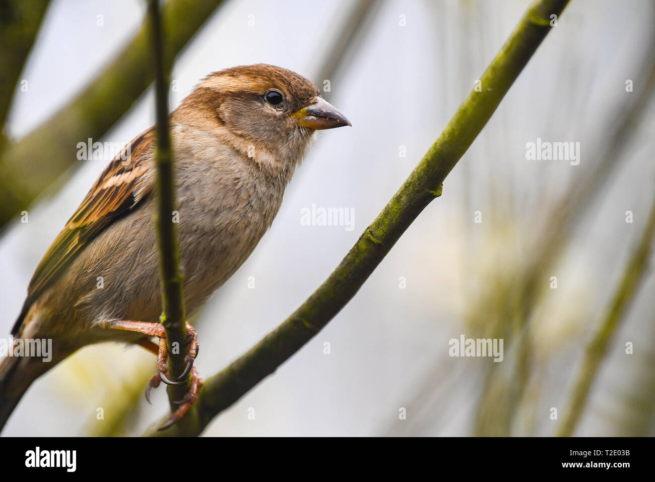 Juvenile tree sparrow hi-res stock photography and images - Alamy