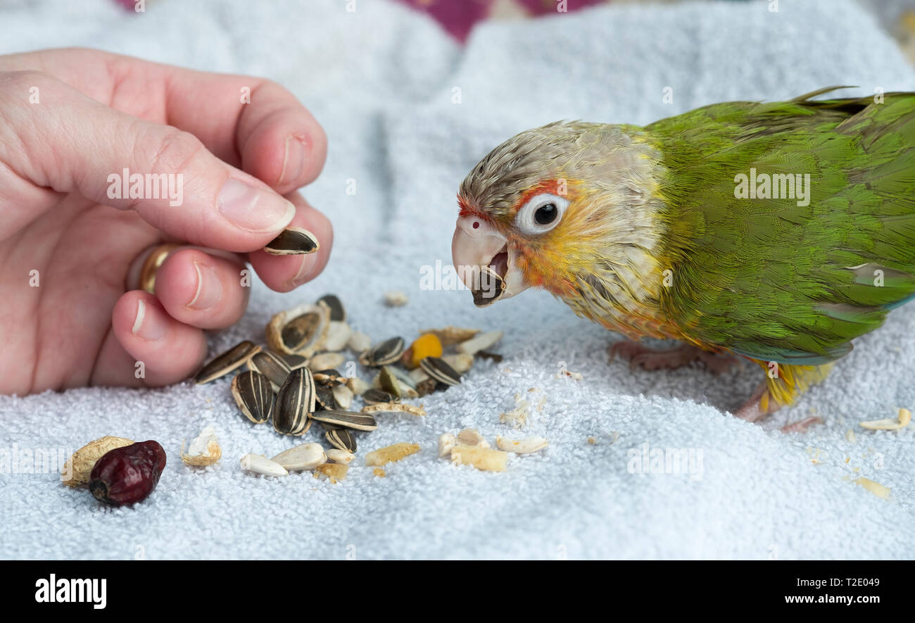 Hand fed parrot hi-res stock photography and images - Alamy