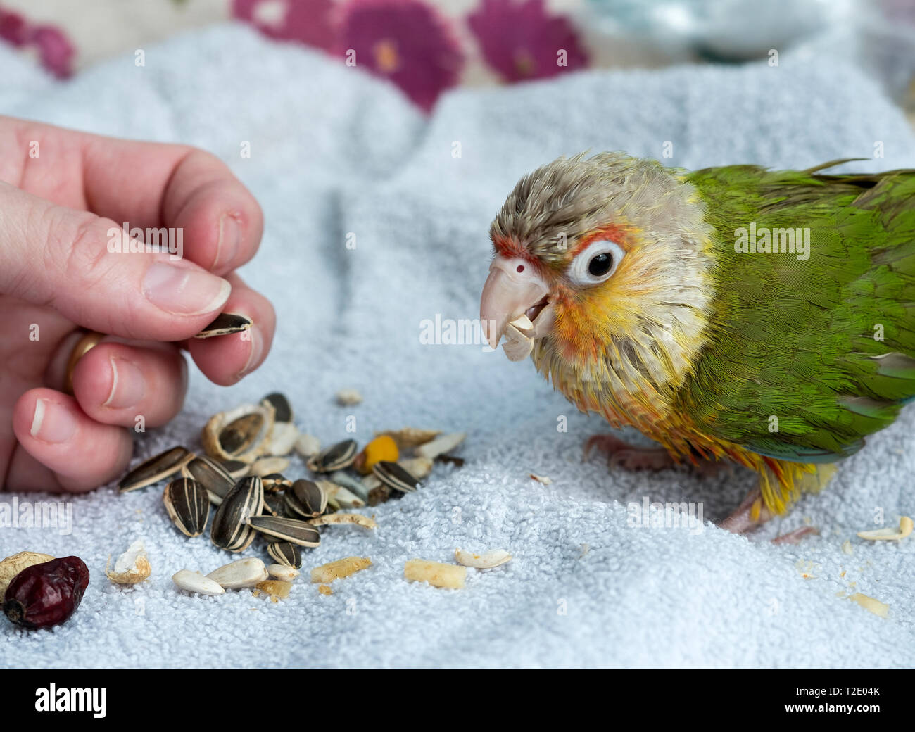 Small pet parrot being fed bird seeds Stock Photo - Alamy