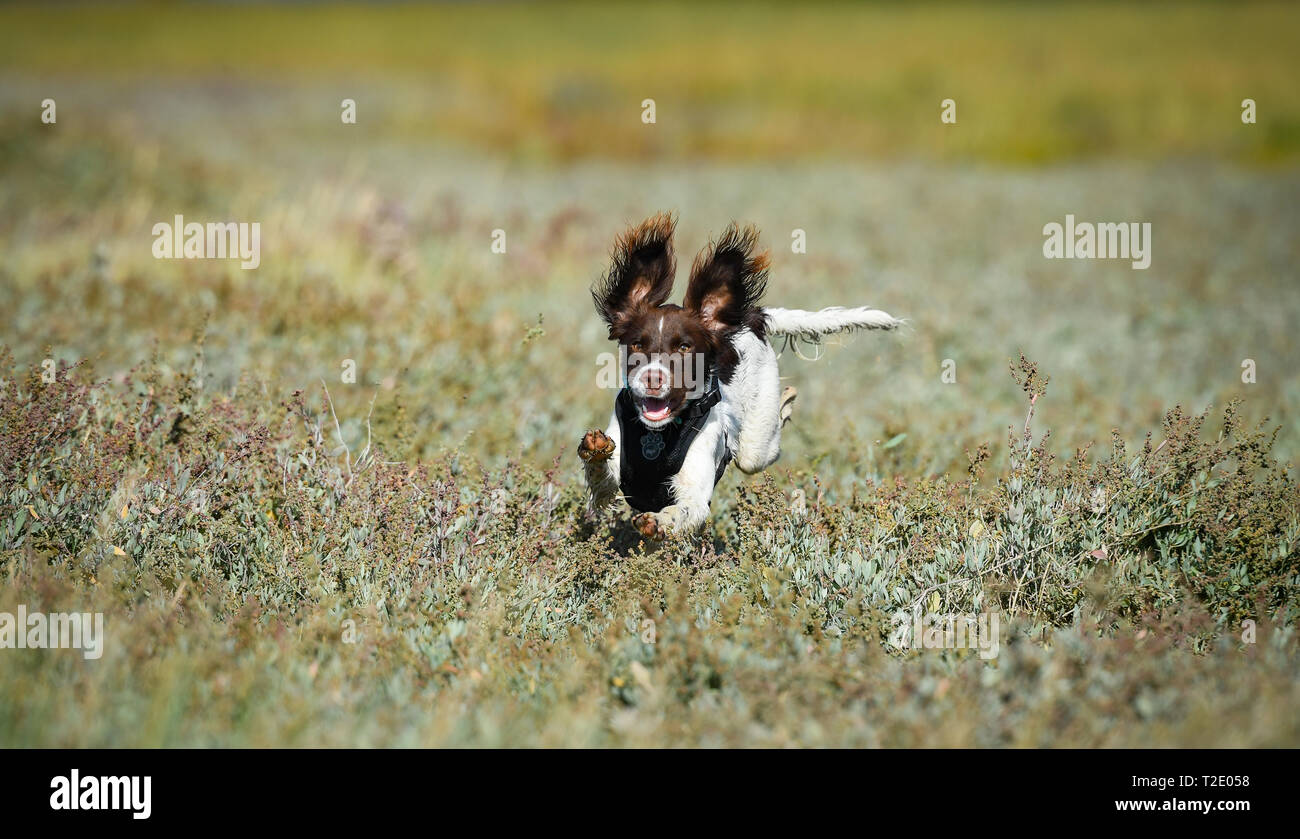 A young English Springer spaniel leaping and jumping over obstacles ...