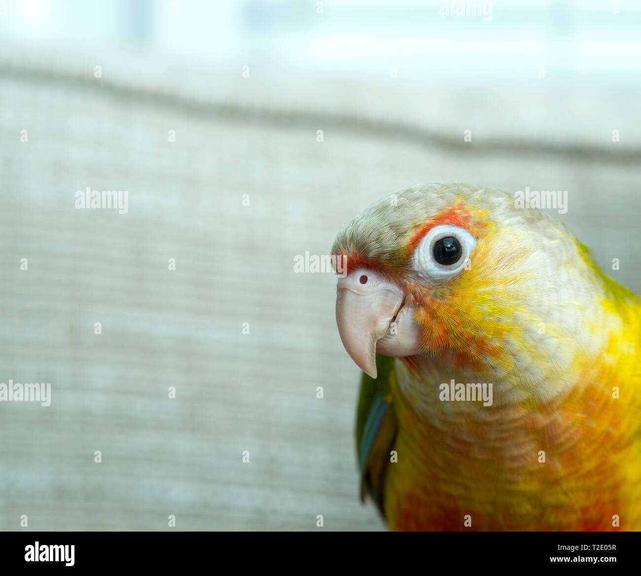 Pet conure parrot Stock Photo - Alamy