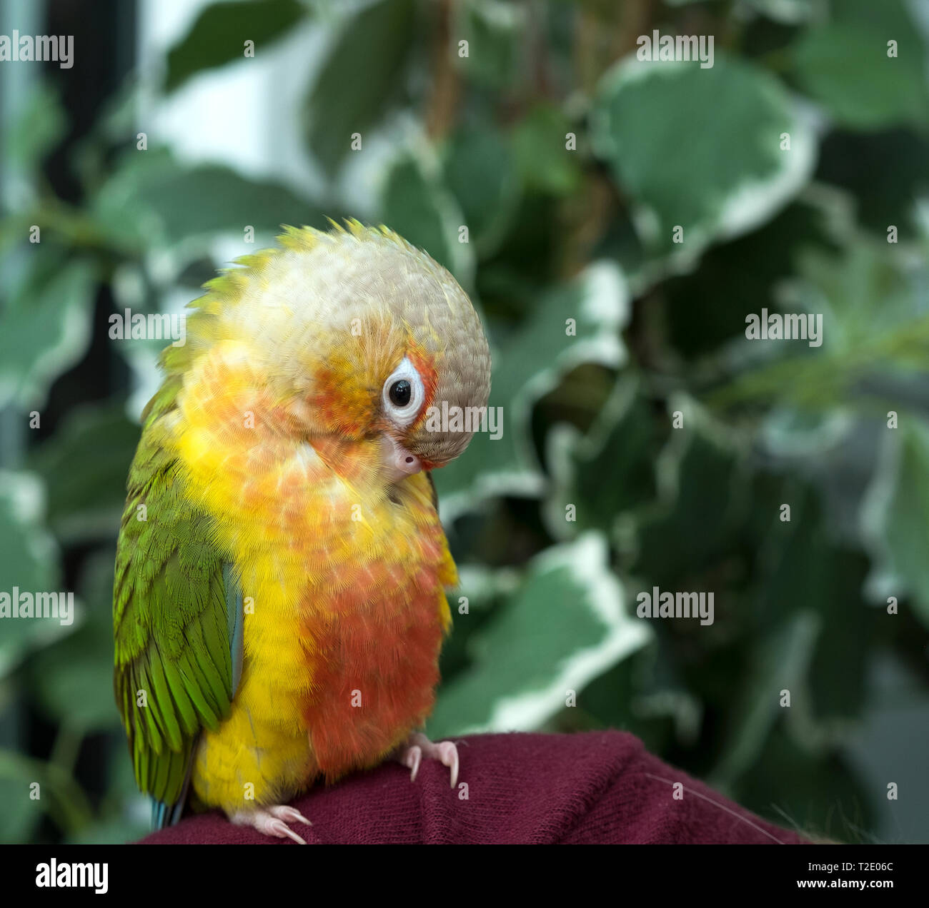 Parrot preening hi-res stock photography and images - Alamy