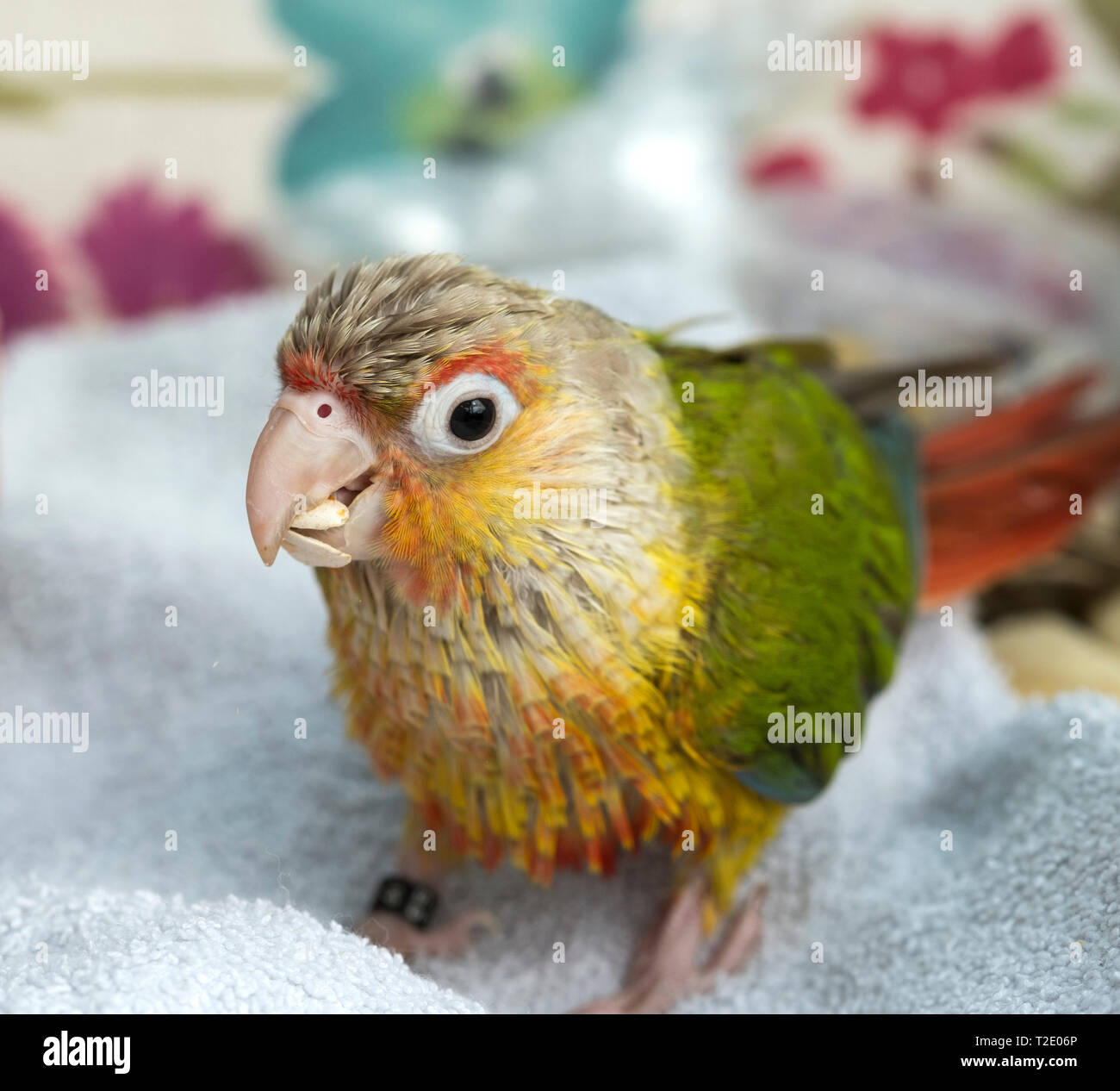 Portrait small coloured parrot hi-res stock photography and images - Alamy