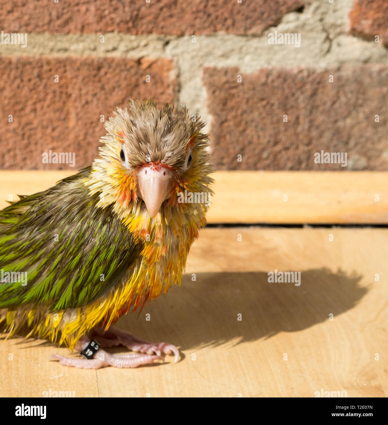 Wet plumage hi-res stock photography and images - Alamy