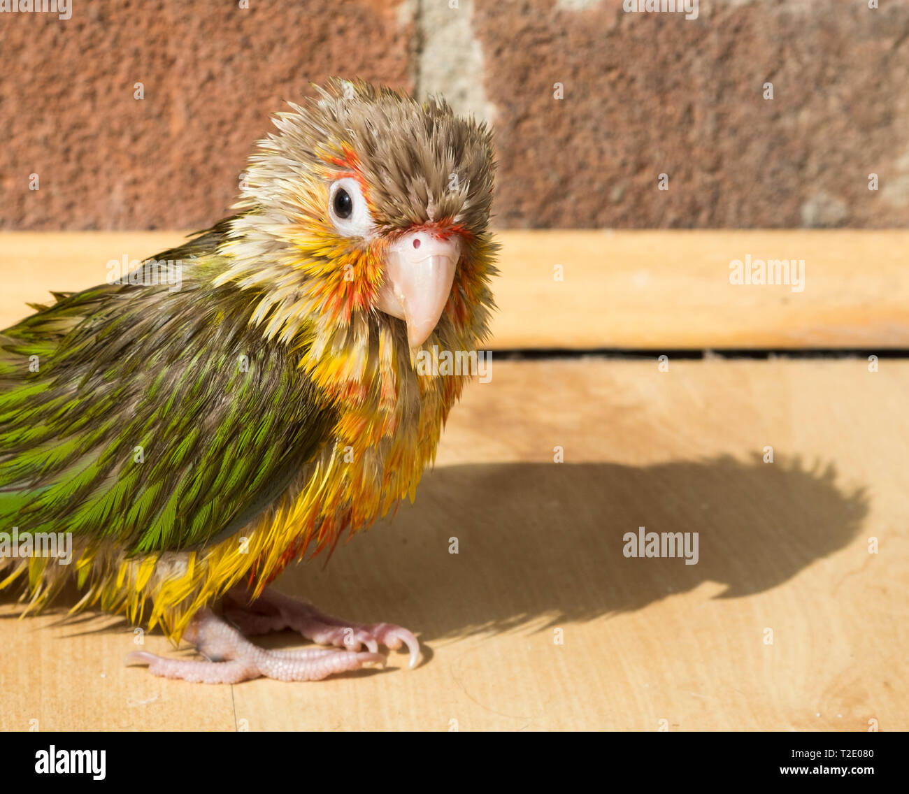 Pet parrot with wet plumage Stock Photo - Alamy