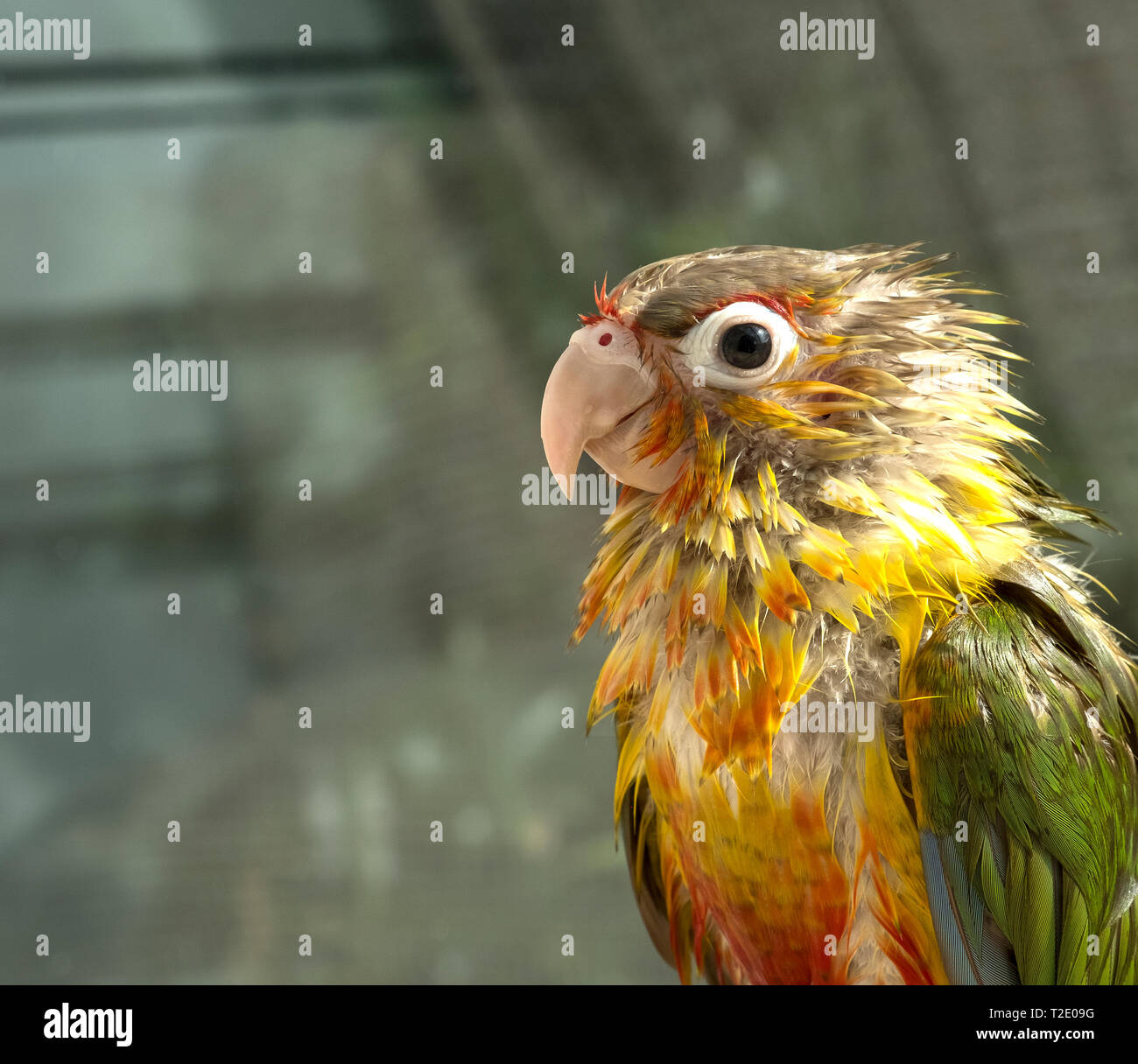 Wet Plumage High Resolution Stock Photography and Images - Alamy