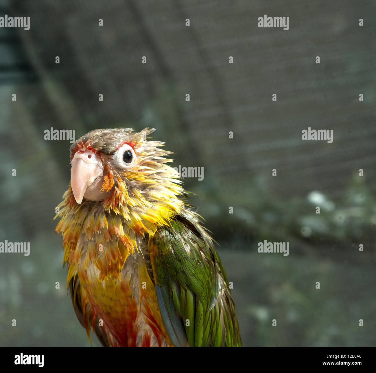 Wet plumage hi-res stock photography and images - Alamy
